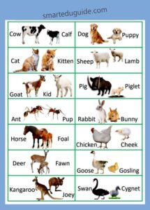 Learn different types animals and their babies' name in English
