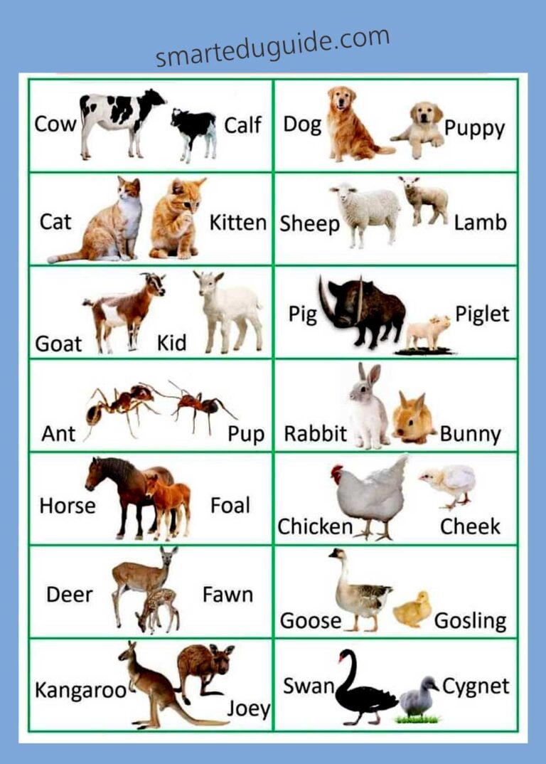 Learn different types animals and their babies' name in English